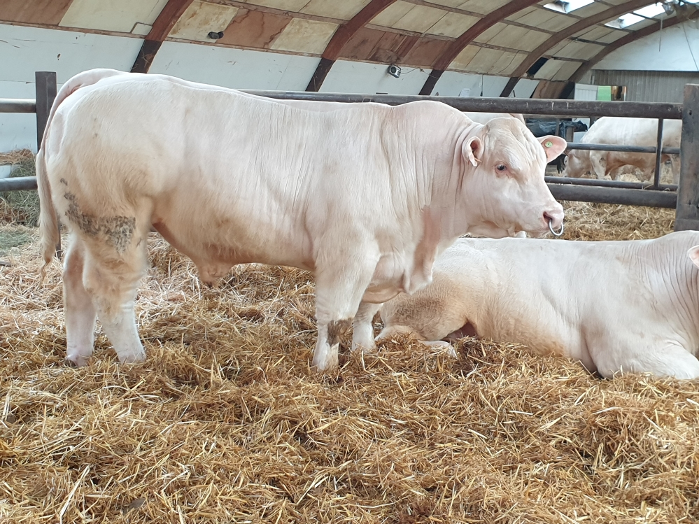 Charolais Bulls: Elegance, Power & Breeding Insights