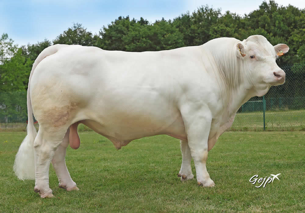 Charolais Bulls: Elegance, Power & Breeding Insights